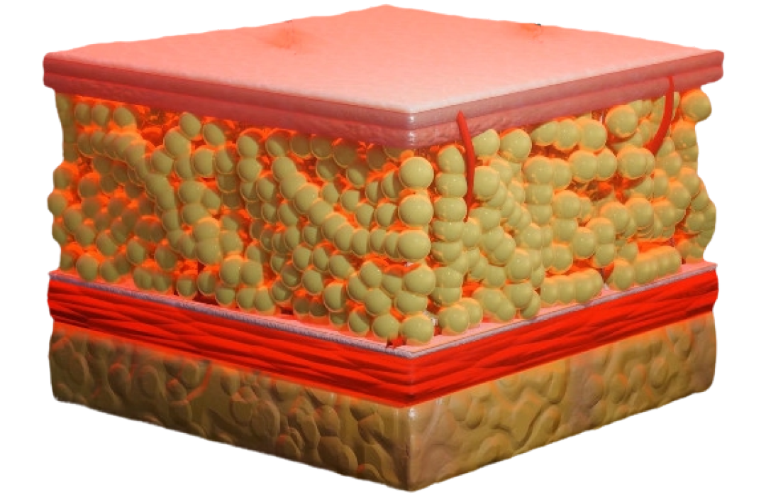 Home - Sculpt Your Body